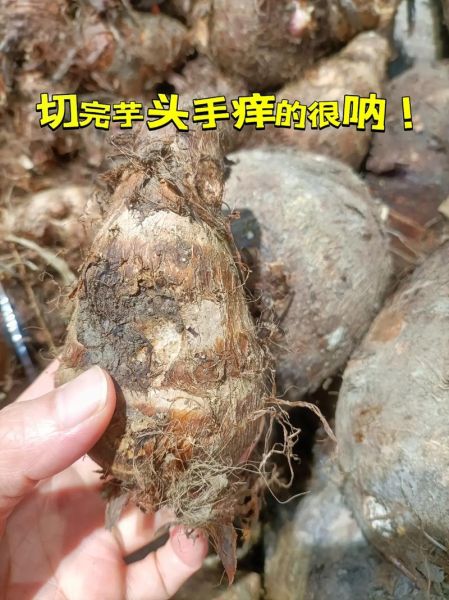 芋头手痒怎么快速止痒_芋头手痒用什么药-第3张图片-山城妙识 芋头手痒怎么快速止痒_芋头手痒用什么药-第3张图片-山城妙识