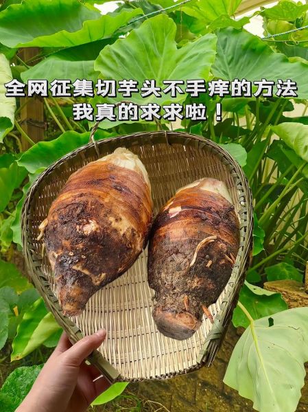 芋头手痒怎么快速止痒_芋头手痒用什么药-第2张图片-山城妙识 芋头手痒怎么快速止痒_芋头手痒用什么药-第2张图片-山城妙识