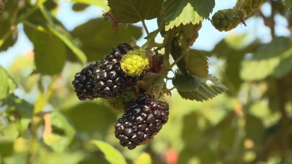 黑莓图片怎么拍_黑莓图片高清壁纸哪里下载-第3张图片-山城妙识