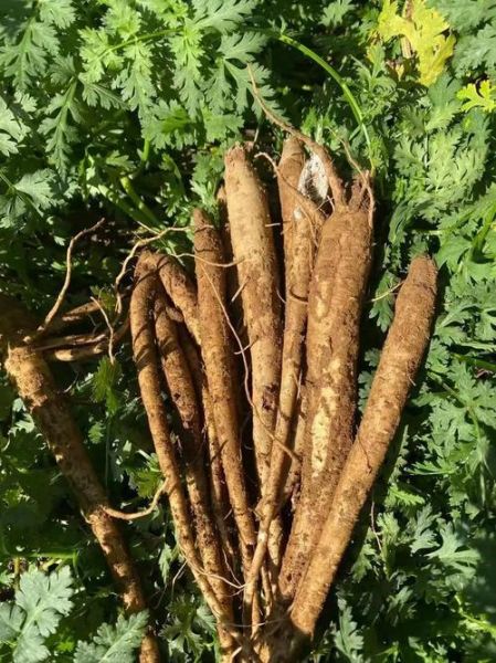 当归芍药散组成_功效与作用-第3张图片-山城妙识