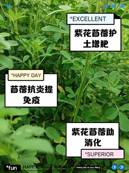 紫苜蓿的功效与作用_紫苜蓿怎么吃效果最好-第1张图片-山城妙识