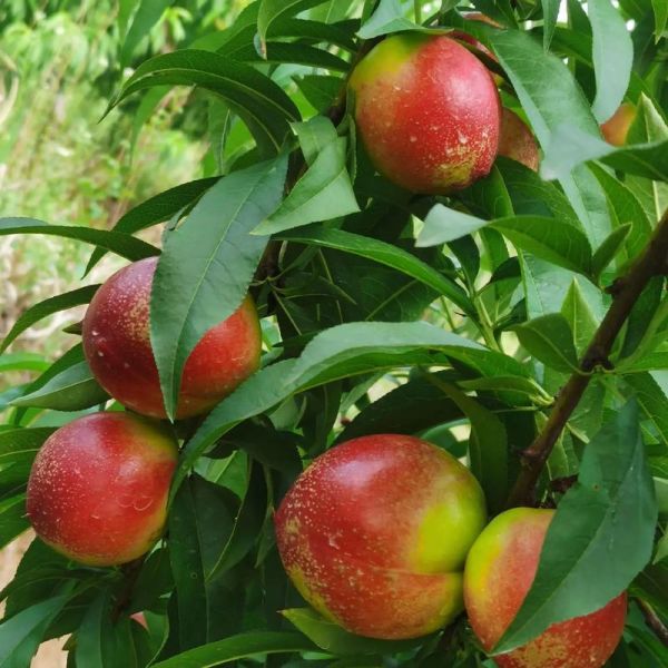 桃子品种大全_桃子图片怎么拍才好看-第2张图片-山城妙识