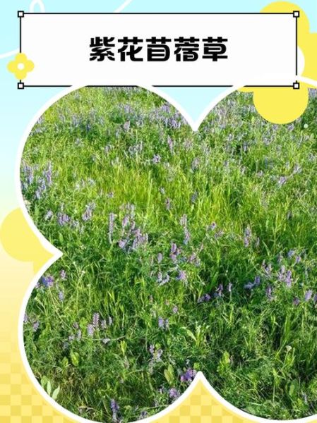 紫苜蓿的功效与作用_紫苜蓿怎么吃效果最好-第3张图片-山城妙识