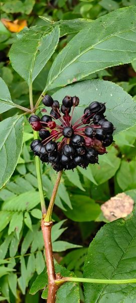 刺五加片能增强性功能吗_刺五加片壮阳效果怎么样-第1张图片-山城妙识 刺五加片能增强性功能吗_刺五加片壮阳效果怎么样-第1张图片-山城妙识