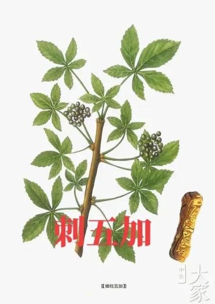 刺五加片能增强性功能吗_刺五加片壮阳效果怎么样-第3张图片-山城妙识 刺五加片能增强性功能吗_刺五加片壮阳效果怎么样-第3张图片-山城妙识