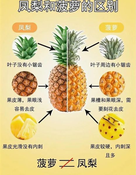 凤梨树和菠萝树的区别_凤梨树是菠萝树吗-第1张图片-山城妙识