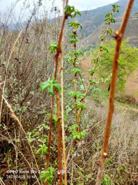 刺五加片能增强性功能吗_刺五加片壮阳效果怎么样-第2张图片-山城妙识 刺五加片能增强性功能吗_刺五加片壮阳效果怎么样-第2张图片-山城妙识