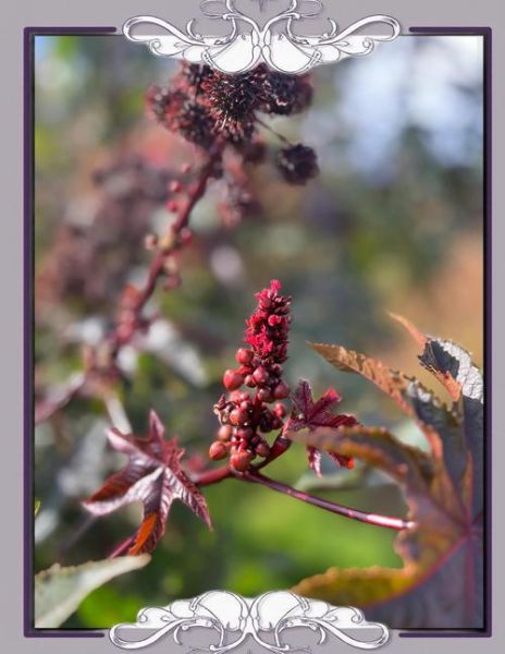 蓖麻子多少钱一斤_蓖麻子价格影响因素-第3张图片-山城妙识