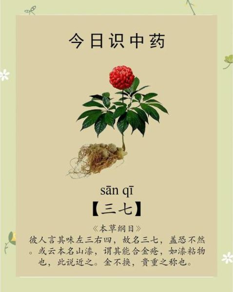 三七的功效与作用有哪些_三七主治什么病-第1张图片-山城妙识 三七的功效与作用有哪些_三七主治什么病-第1张图片-山城妙识