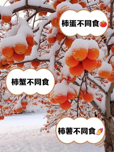 柿子不能和什么一起吃会中毒_柿子相克食物有哪些-第2张图片-山城妙识 柿子不能和什么一起吃会中毒_柿子相克食物有哪些-第2张图片-山城妙识