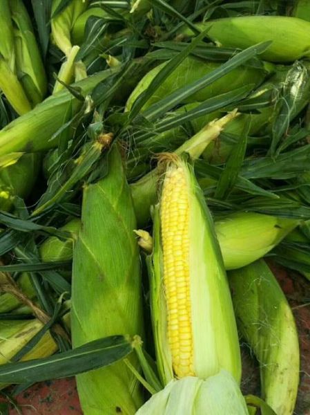 甜玉米多少钱一斤_甜玉米价格行情-第3张图片-山城妙识