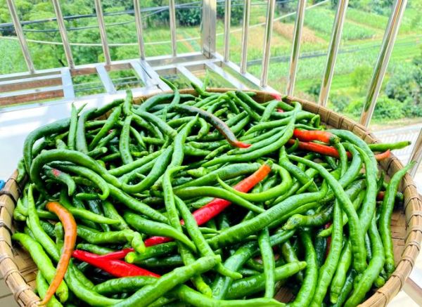 家庭腌制辣椒怎么做_腌制辣椒多久可以吃-第3张图片-山城妙识
