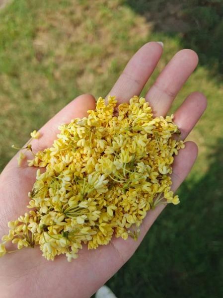 腌桂花怎么做_腌桂花保存多久-第2张图片-山城妙识