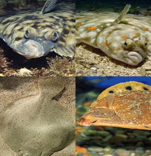 比目鱼又叫什么鱼_比目鱼别名有哪些-第3张图片-山城妙识