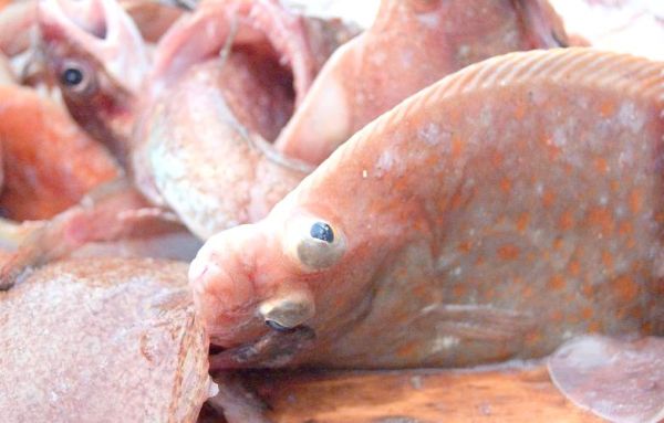 比目鱼又叫什么鱼_比目鱼别名有哪些-第2张图片-山城妙识