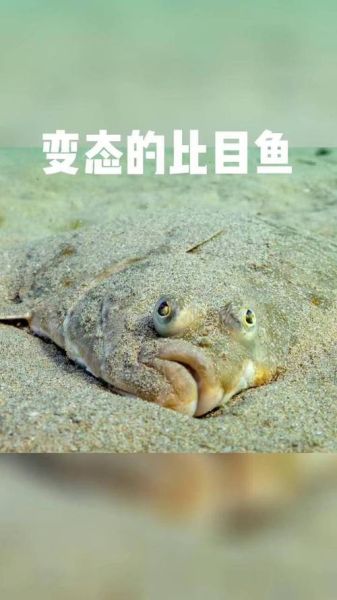 比目鱼又叫什么鱼_比目鱼别名有哪些-第1张图片-山城妙识
