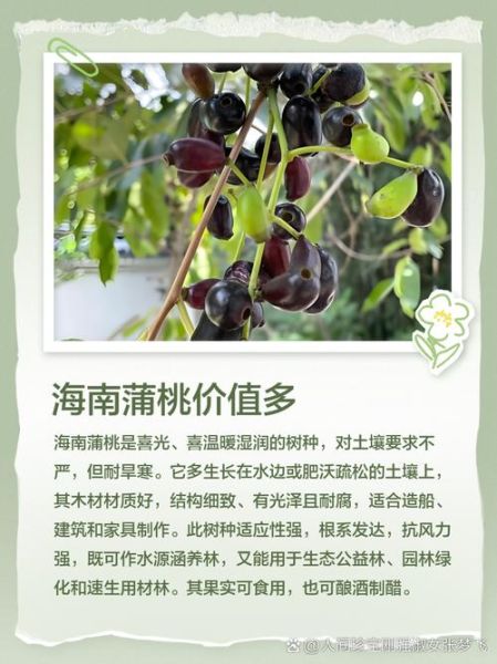 蒲桃怎么吃_蒲桃的正确吃法-第1张图片-山城妙识