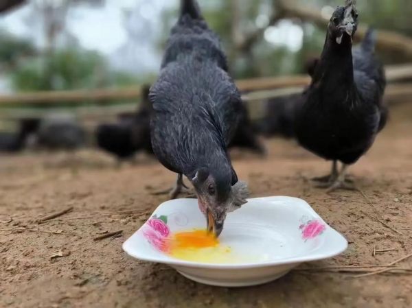 五黑鸡多少钱一斤_五黑鸡价格行情-第2张图片-山城妙识