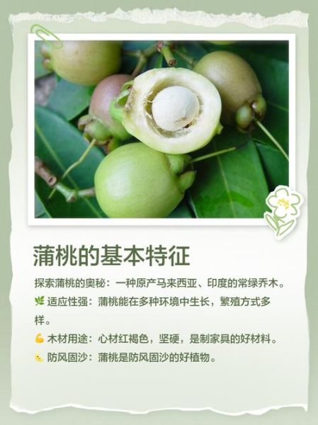 蒲桃怎么吃_蒲桃的正确吃法-第3张图片-山城妙识