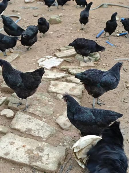 五黑鸡多少钱一斤_五黑鸡价格行情-第1张图片-山城妙识