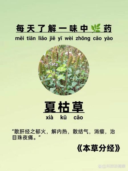 夏枯草能治疗甲状腺结节吗_夏枯草功效与作用有哪些-第1张图片-山城妙识 夏枯草能治疗甲状腺结节吗_夏枯草功效与作用有哪些-第1张图片-山城妙识