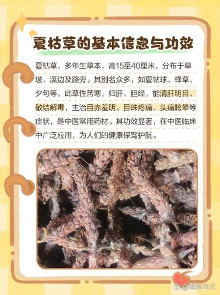 夏枯草能治疗甲状腺结节吗_夏枯草功效与作用有哪些-第3张图片-山城妙识 夏枯草能治疗甲状腺结节吗_夏枯草功效与作用有哪些-第3张图片-山城妙识