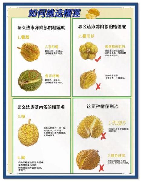 榴莲怎么挑选才肉多多_榴莲挑选技巧-第3张图片-山城妙识