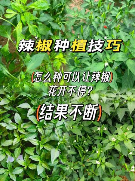 辣椒种植技术与管理方法_辣椒怎么种植才能高产-第1张图片-山城妙识