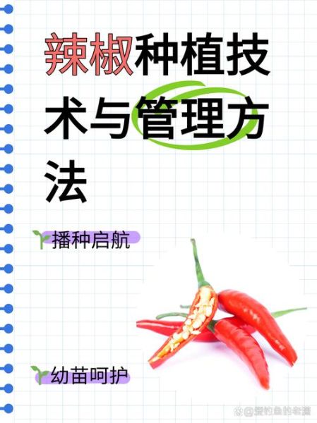 辣椒种植技术与管理方法_辣椒怎么种植才能高产-第2张图片-山城妙识