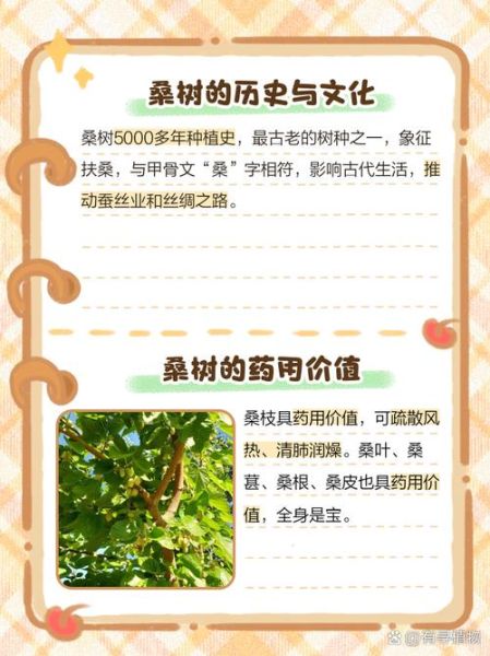 桑树种植方法_桑树有哪些用途-第1张图片-山城妙识