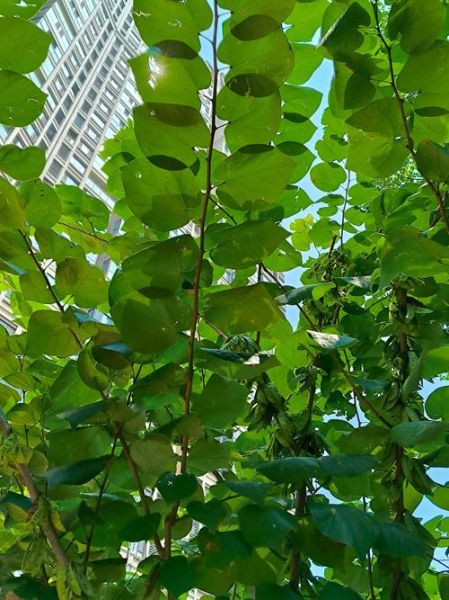 桑树种植方法_桑树有哪些用途-第2张图片-山城妙识