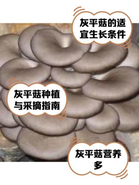 平菇种植成本_平菇种植利润-第1张图片-山城妙识 平菇种植成本_平菇种植利润-第1张图片-山城妙识