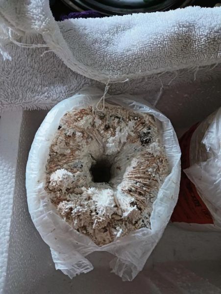 平菇种植成本_平菇种植利润-第2张图片-山城妙识 平菇种植成本_平菇种植利润-第2张图片-山城妙识