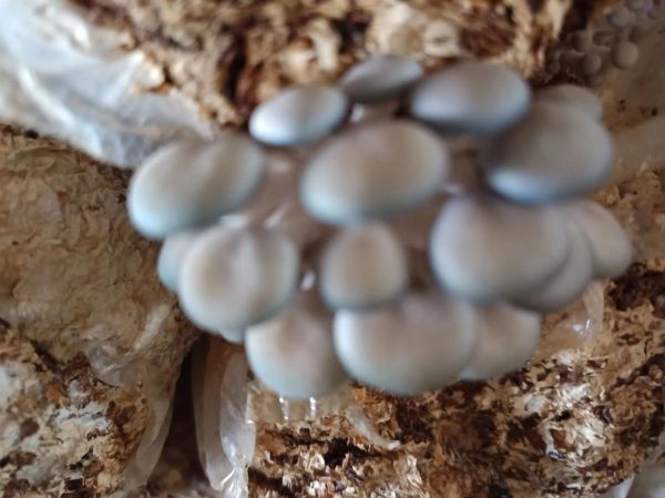 平菇种植成本_平菇种植利润-第3张图片-山城妙识 平菇种植成本_平菇种植利润-第3张图片-山城妙识