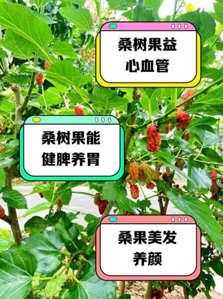 桑树种植方法_桑树有哪些用途-第3张图片-山城妙识