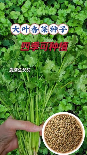 芫荽香菜的功效与作用_香菜怎么吃最健康-第3张图片-山城妙识