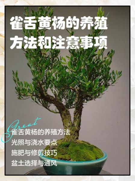 雀舌黄杨怎么养_雀舌黄杨盆景制作技巧-第1张图片-山城妙识