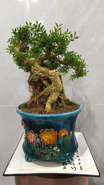 雀舌黄杨怎么养_雀舌黄杨盆景制作技巧-第3张图片-山城妙识