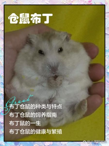 布丁仓鼠怎么训练_布丁仓鼠训练方法-第2张图片-山城妙识 布丁仓鼠怎么训练_布丁仓鼠训练方法-第2张图片-山城妙识