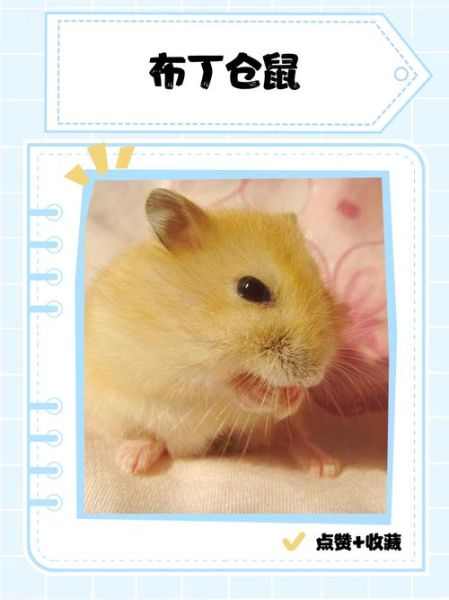 布丁仓鼠怎么训练_布丁仓鼠训练方法-第1张图片-山城妙识 布丁仓鼠怎么训练_布丁仓鼠训练方法-第1张图片-山城妙识