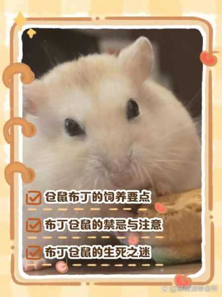 布丁仓鼠怎么训练_布丁仓鼠训练方法-第3张图片-山城妙识 布丁仓鼠怎么训练_布丁仓鼠训练方法-第3张图片-山城妙识