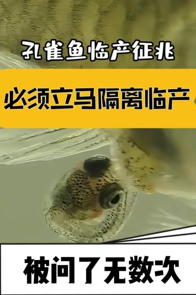 孔雀鱼繁殖前兆有哪些_如何判断孔雀鱼即将生产-第2张图片-山城妙识