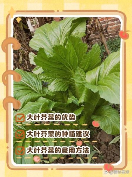 大叶芥菜怎么腌制_家常做法步骤-第1张图片-山城妙识 大叶芥菜怎么腌制_家常做法步骤-第1张图片-山城妙识