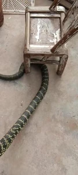 王锦蛇和五步蛇哪个厉害_毒性对比谁更强-第1张图片-山城妙识