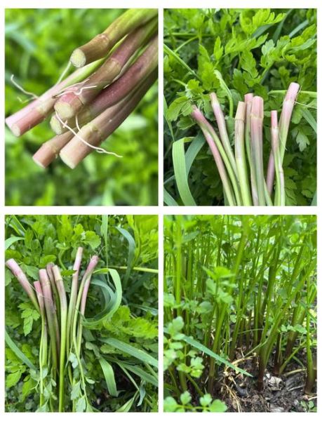 水芹菜能吃吗_水芹菜怎么吃才安全-第2张图片-山城妙识