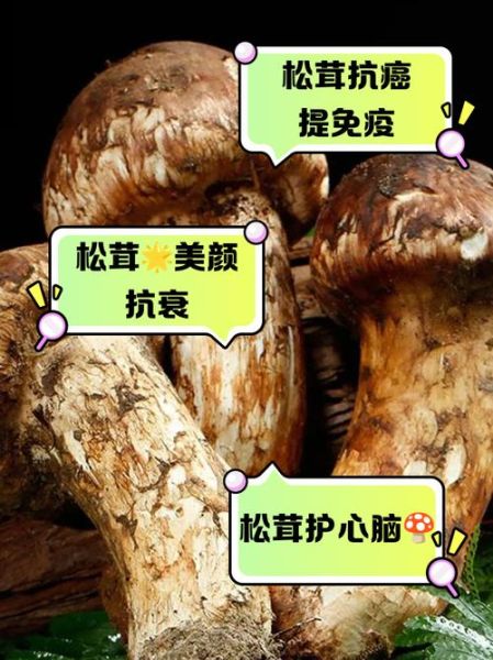 野生松茸的功效_野生松茸怎么吃最好-第1张图片-山城妙识