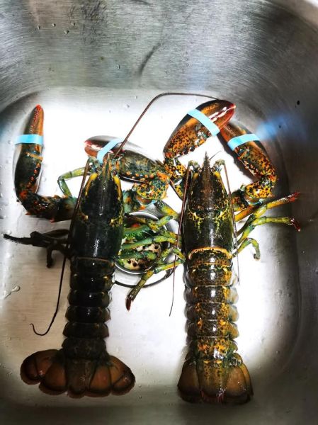 波士顿龙虾养殖技术_波士顿龙虾养殖成本-第1张图片-山城妙识 波士顿龙虾养殖技术_波士顿龙虾养殖成本-第1张图片-山城妙识