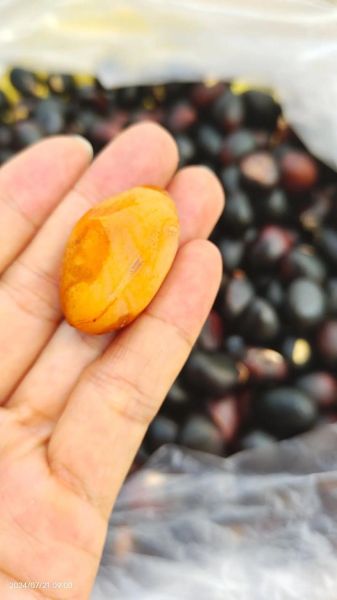 九层皮果小孩能吃吗_九层皮果宝宝食用禁忌-第1张图片-山城妙识