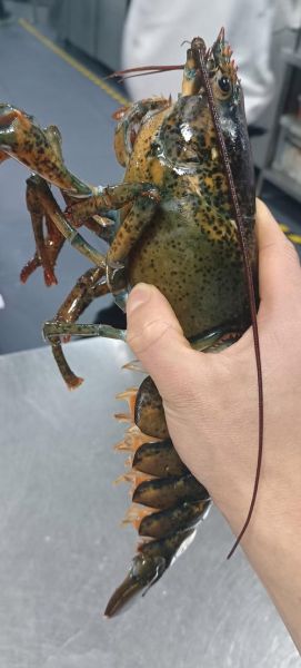 波士顿龙虾养殖技术_波士顿龙虾养殖成本-第3张图片-山城妙识 波士顿龙虾养殖技术_波士顿龙虾养殖成本-第3张图片-山城妙识