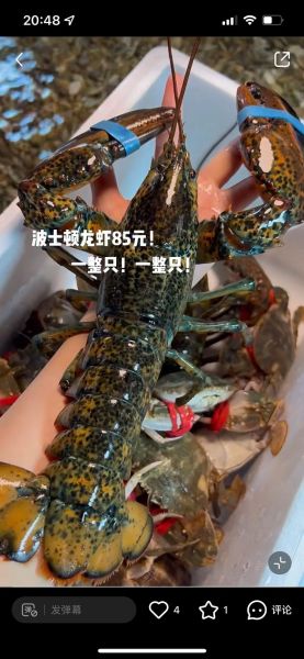 波士顿龙虾养殖技术_波士顿龙虾养殖成本-第2张图片-山城妙识 波士顿龙虾养殖技术_波士顿龙虾养殖成本-第2张图片-山城妙识